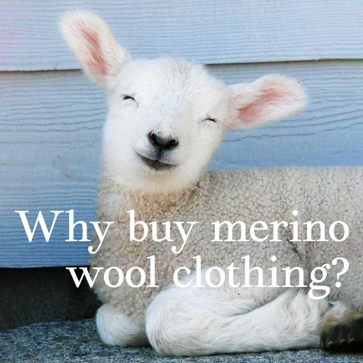Why buy merino wool clothing? - Smitten Merino
